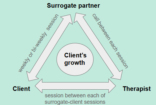 What is the therapist’s role in the surrogate partner therapy triad ...